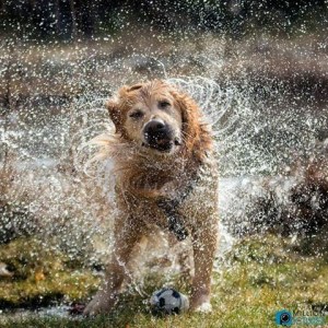 The Mysterious Death of Art Linkletter’s Daughter, Diane – Clever Journeys