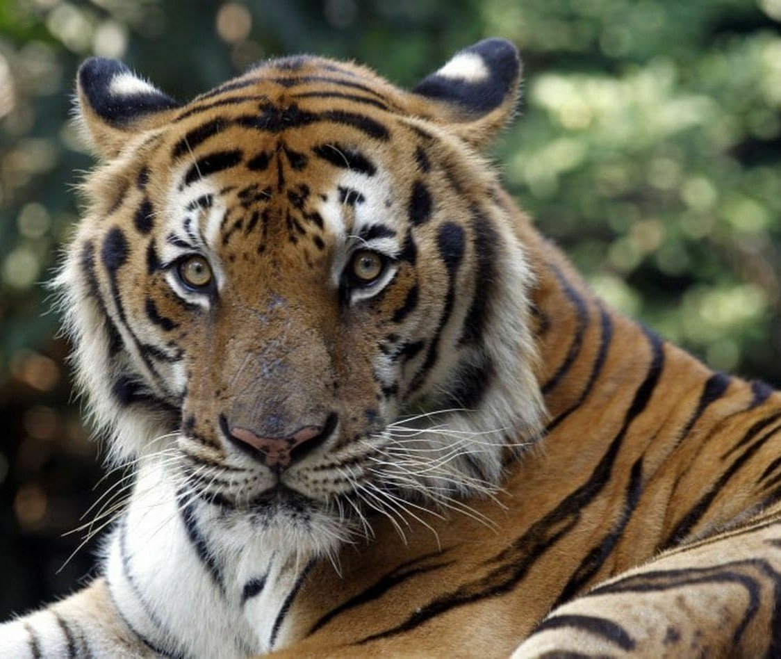 The Donkey, Tiger and Lion Lesson – Clever Journeys