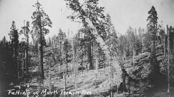 The Day They Cut the Mark Twain Giant Sequoia Tree Down – Clever Journeys