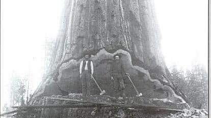 The Day They Cut the Mark Twain Giant Sequoia Tree Down – Clever Journeys