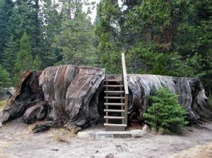 The Day They Cut the Mark Twain Giant Sequoia Tree Down – Clever Journeys