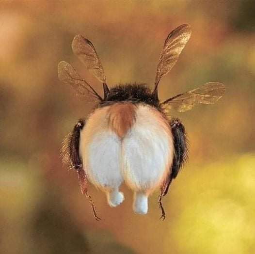 The NASA Bumblebee Poster You Need to See – Clever Journeys