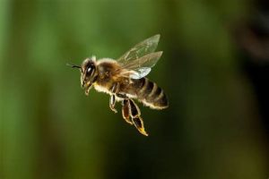 The NASA Bumblebee Poster You Need to See – Clever Journeys