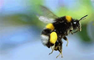 The NASA Bumblebee Poster You Need to See – Clever Journeys