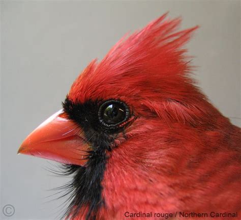 Cardinal Healing – Clever Journeys