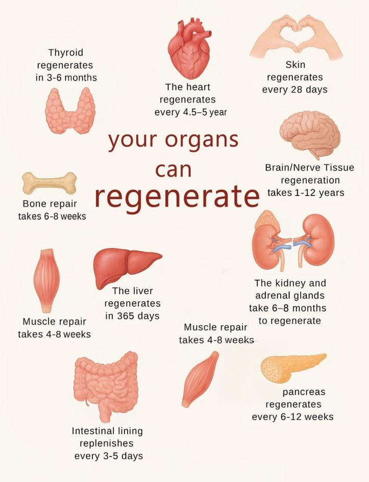 Organs That Can Regenerate You May Not Know About Until Now – Clever ...