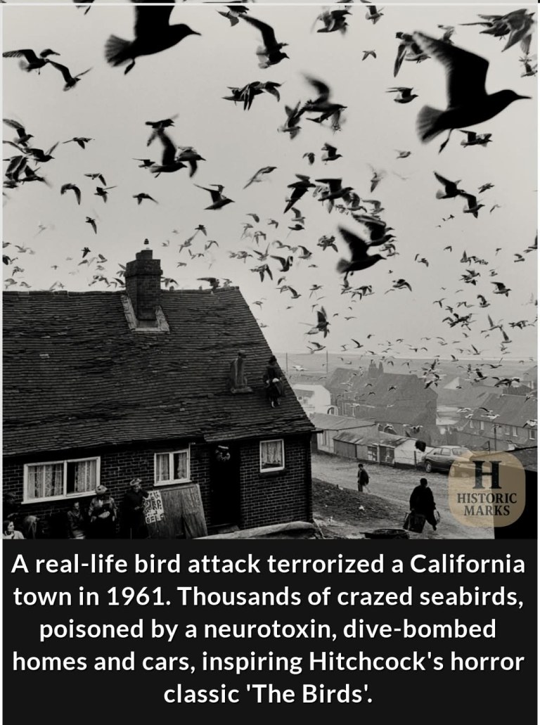 The Real Life Event That Prompted Alfred Hitchcock to Make ‘The Birds ...