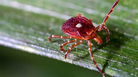 Is There a Bill Gates Connection to Tick Bites Lyme Infections ...